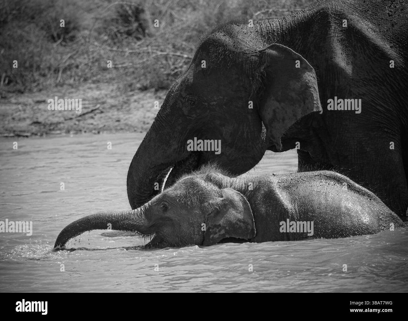 Sri Lankan Elephant with a baby elephant playing in water Stock Photo ...