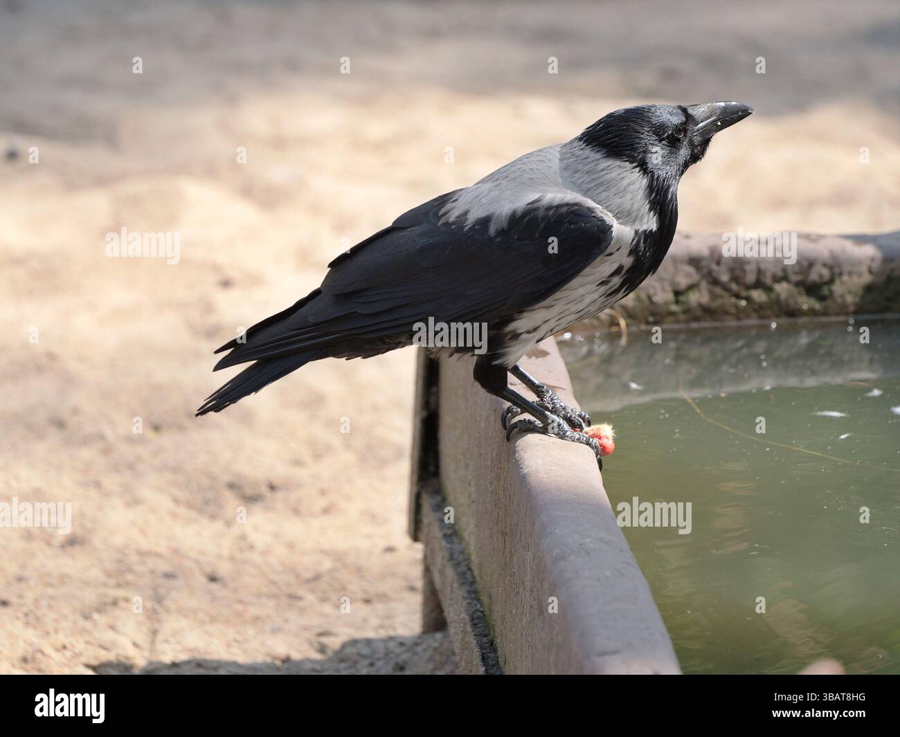 Crow. These crows are intelligent and adaptable. They exhibit complex ...