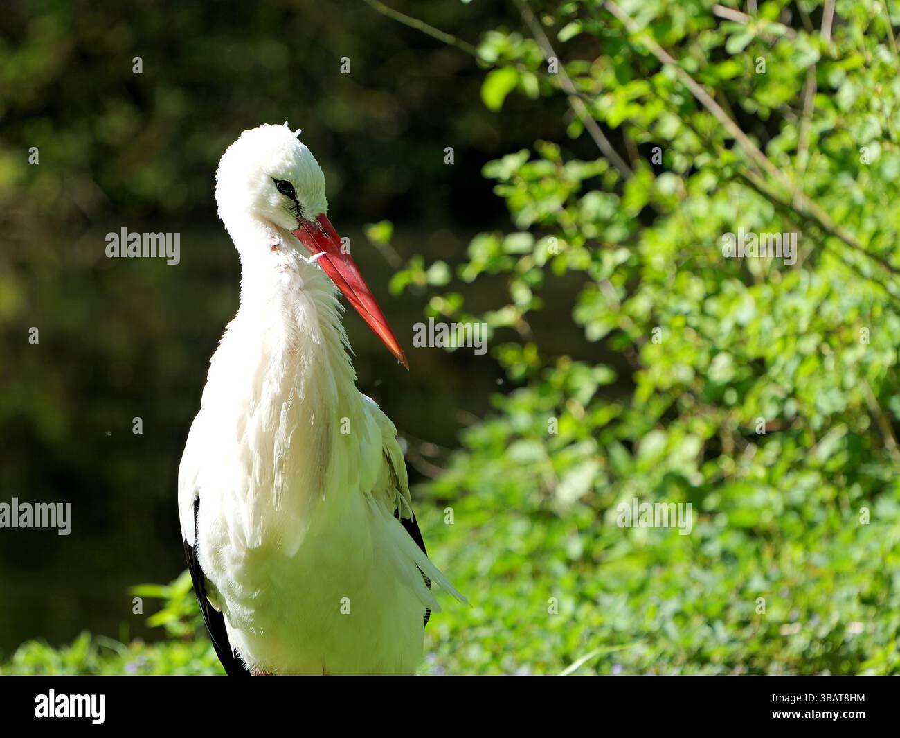 A white stork wades through wet meadows in search of insects and frogs ...