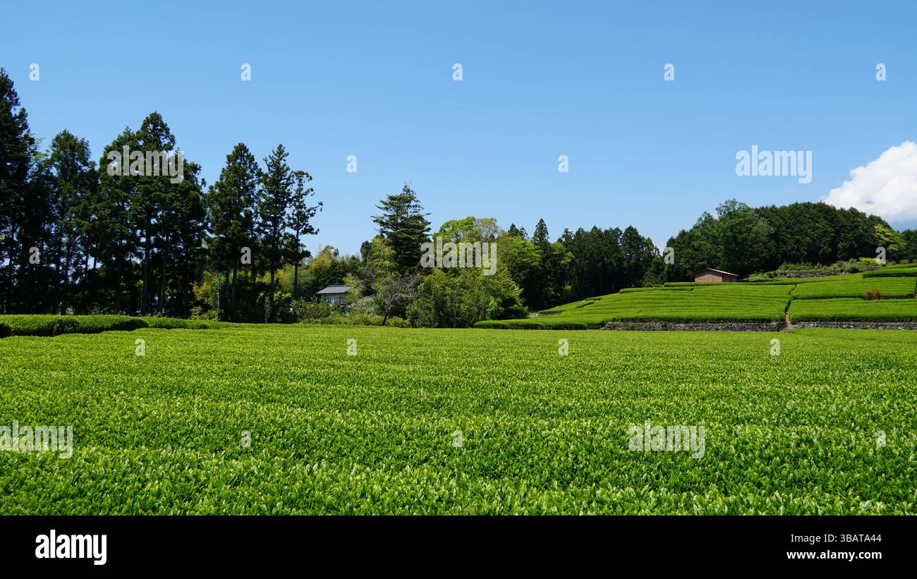 Exploring Mount Fuji: Scenic Tea Gardens, Coastal Views, and Majestic ...