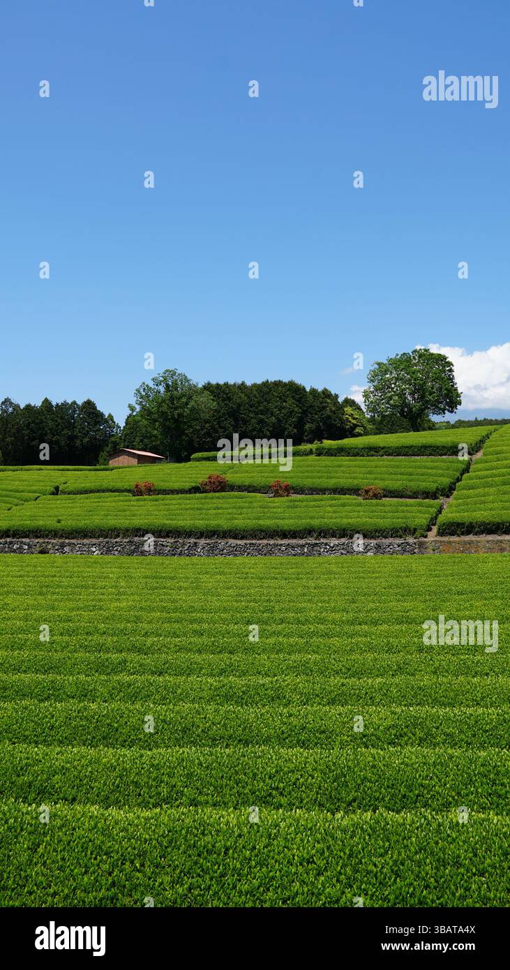 Exploring Mount Fuji: Scenic Tea Gardens, Coastal Views, and Majestic ...