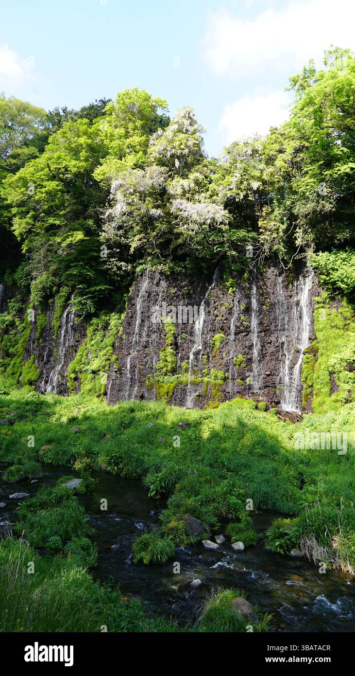 Exploring Mount Fuji: Scenic Tea Gardens, Coastal Views, and Majestic ...