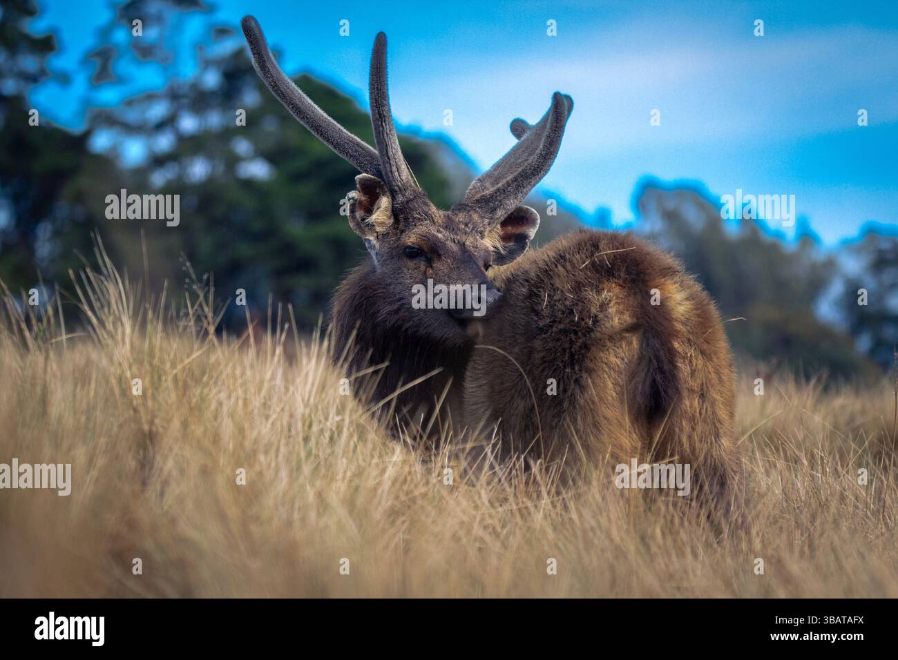 The Sri Lankan Sambar Deer (Rusa unicolor unicolor) captured in Horton ...