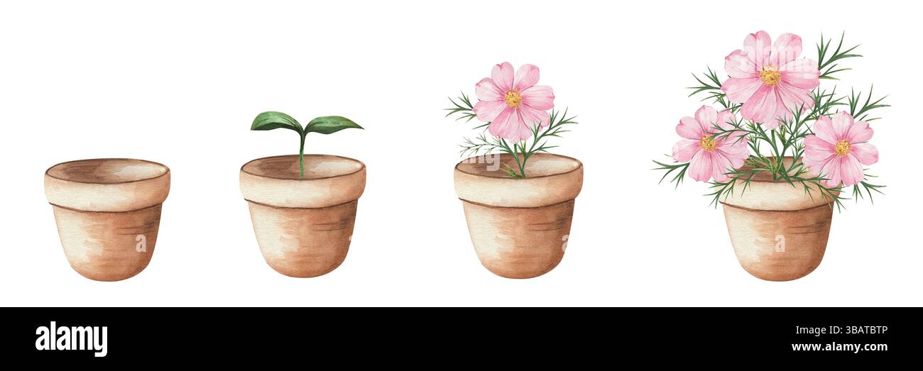 Stages of plant growth and development, cosmos flower in pot. Growth ...
