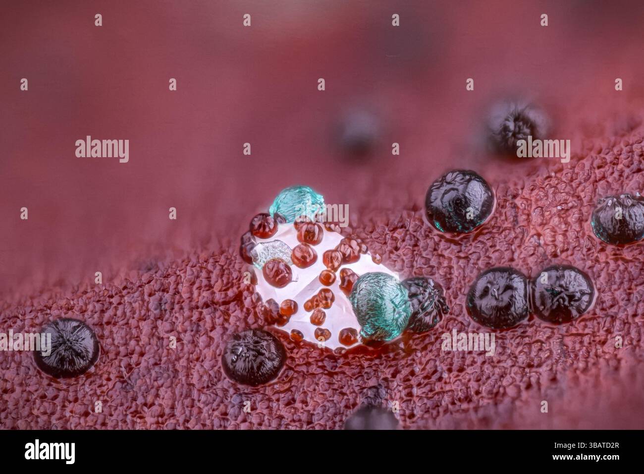 Green Cornwallite on red goethite?, on Quartz. Specimen from Clara mine ...