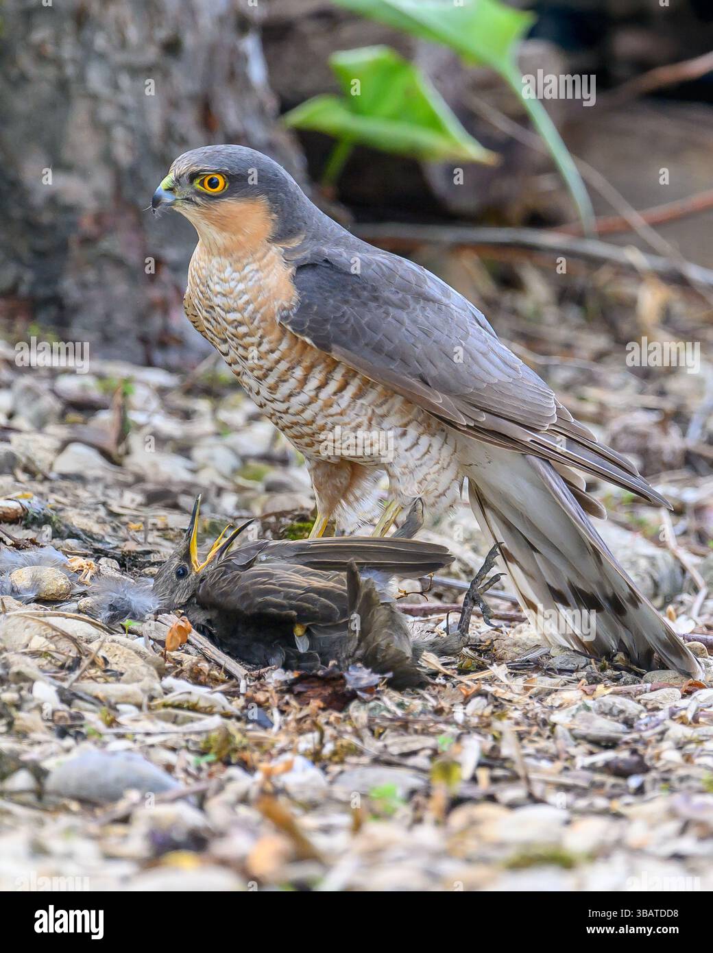 Sparrowhawk with a captured Juvenile Starling as prey Stock Photo - Alamy