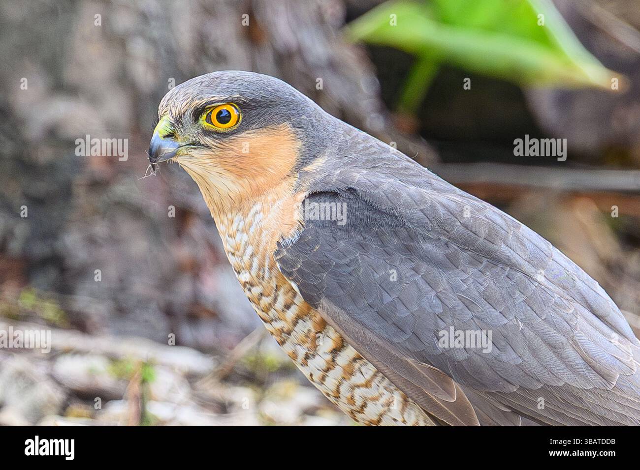 Sparrowhawk with a captured Juvenile Starling as prey Stock Photo - Alamy