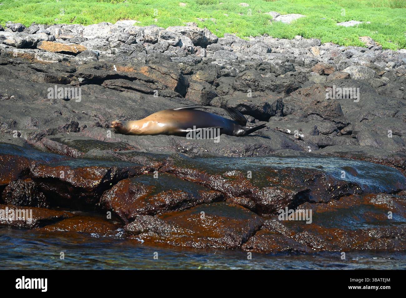 In the Galapagos Islands off the coast of Ecuador, you'll find the ...