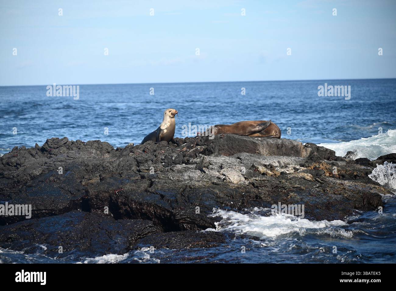 In the Galapagos Islands off the coast of Ecuador, you'll find the ...