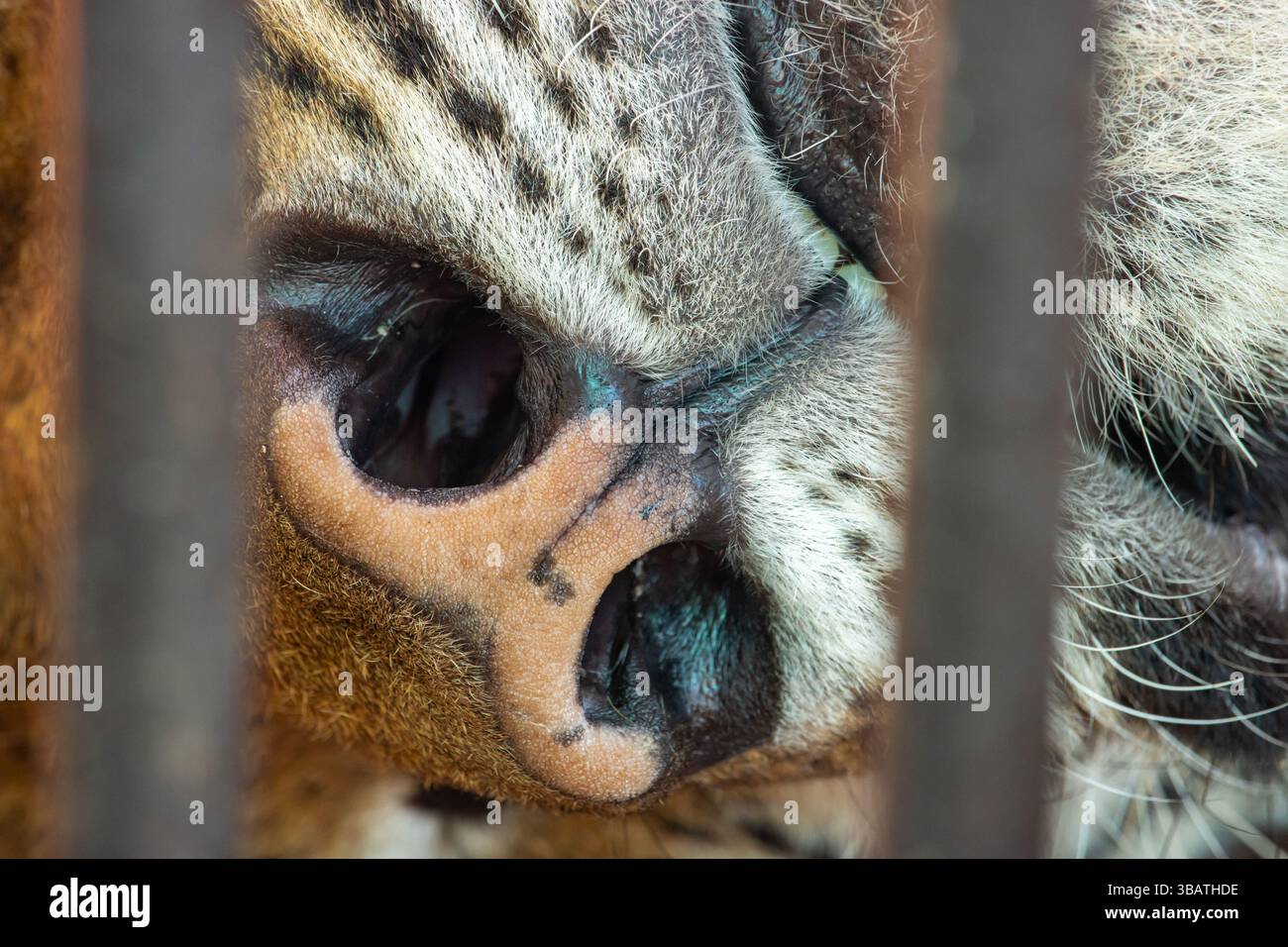 Nose nostrils face hi-res stock photography and images - Alamy