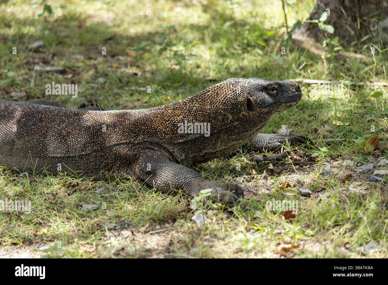 Komodo dragon chilling in the green grass at Komodo island Indonesia ...