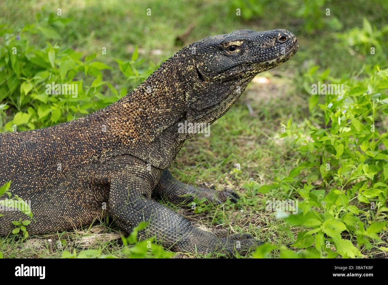 Komodo dragon chilling in the green grass at Komodo island Indonesia ...