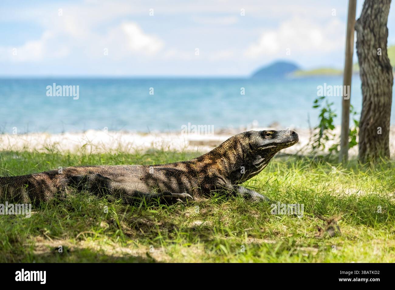 Komodo dragon chilling in hi-res stock photography and images - Alamy
