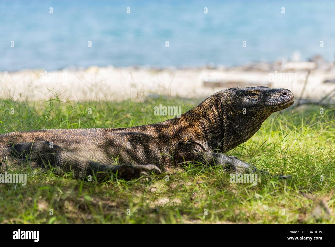 Komodo dragon chilling in the green grass at Komodo island Indonesia ...