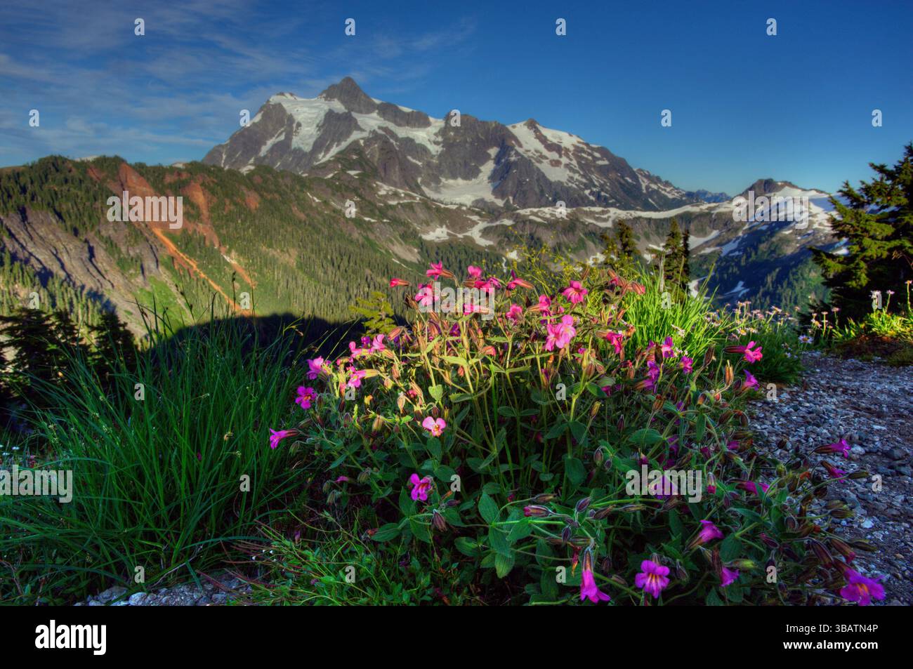 This 2021 photo provided by shows Monkey Flowers along the trail in ...