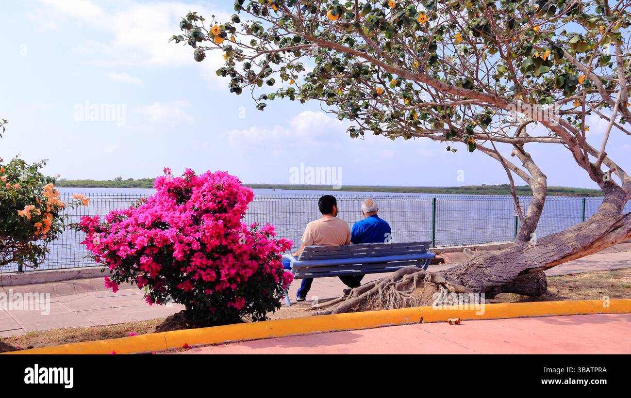 árbol de la amistad hi-res stock photography and images - Alamy