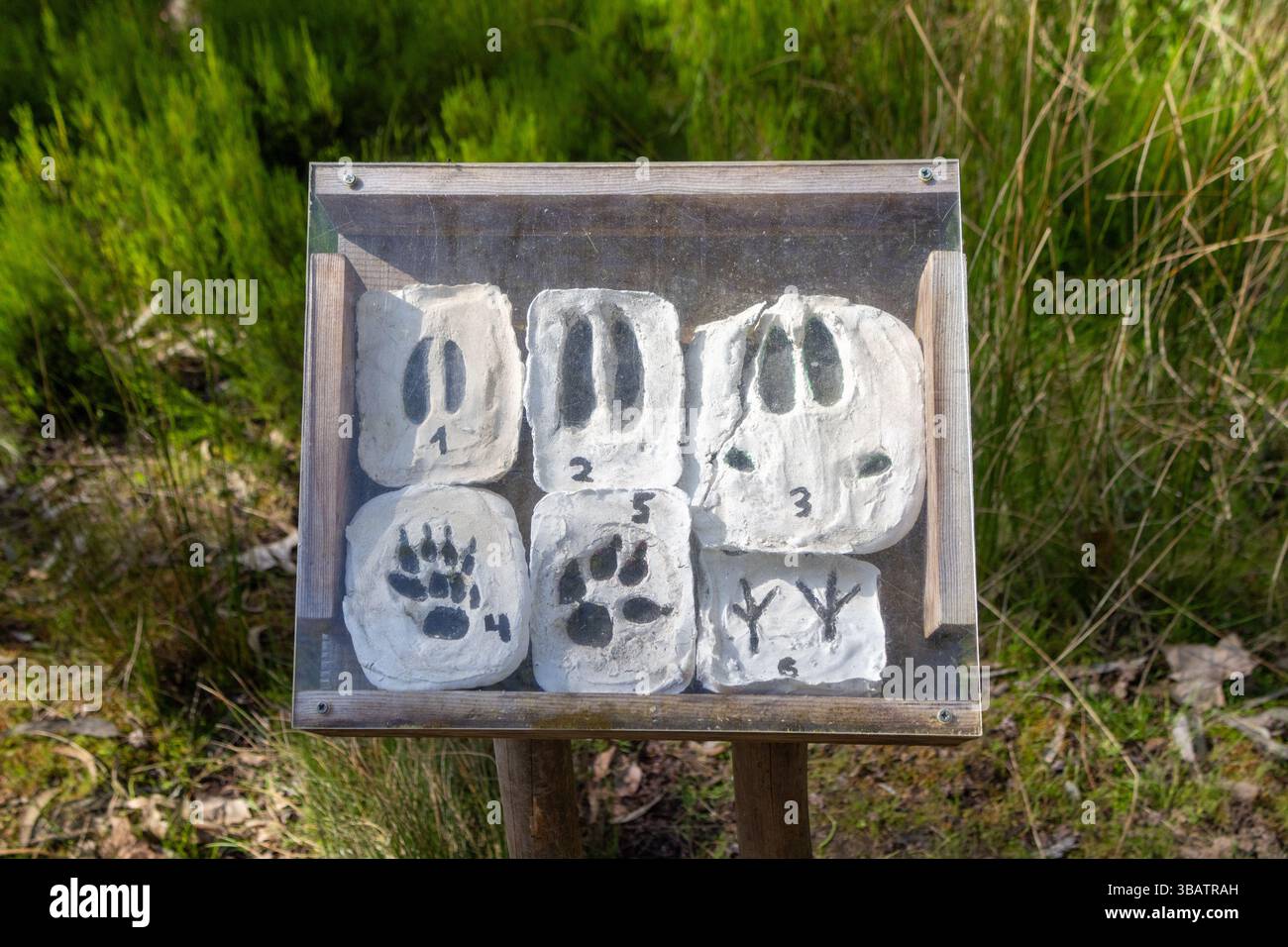 Wooden information board displaying plaster casts of various animal ...