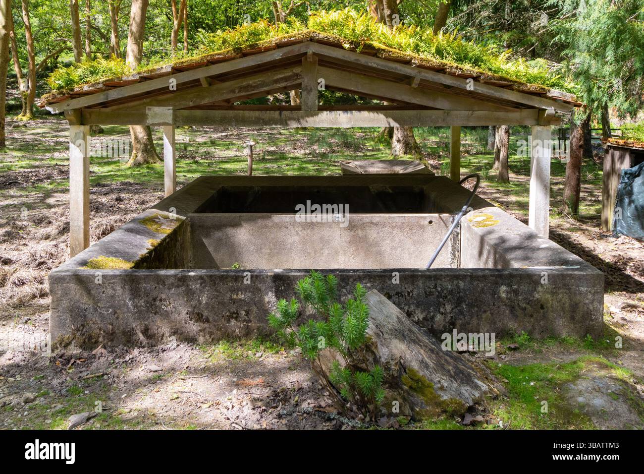Empty concrete trough for watering animals, covered by a mossy roof, in ...