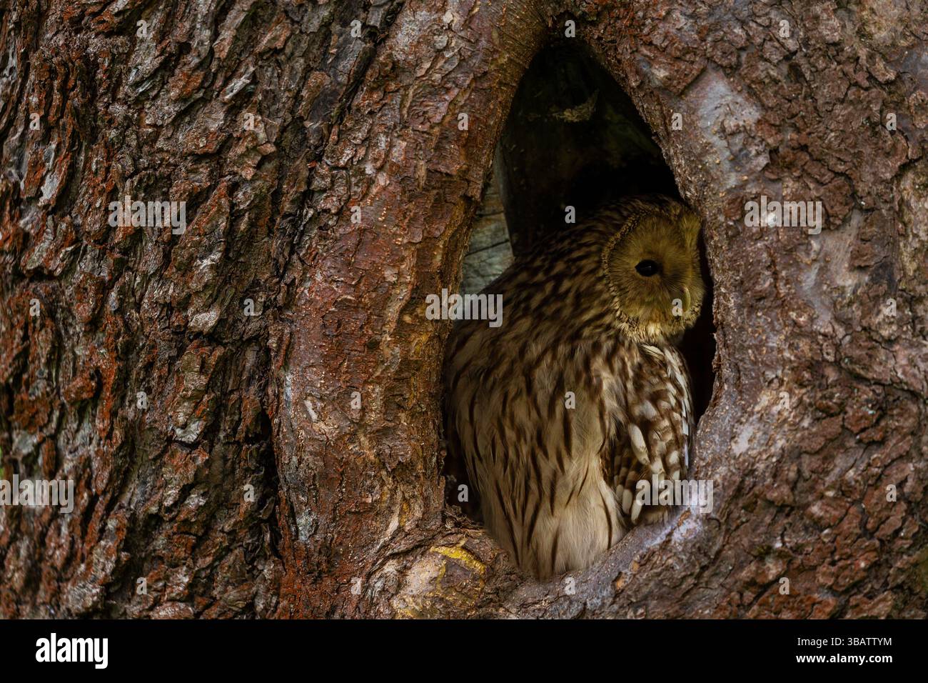 Close up of ural owl hidden in tree hollow Stock Photo - Alamy