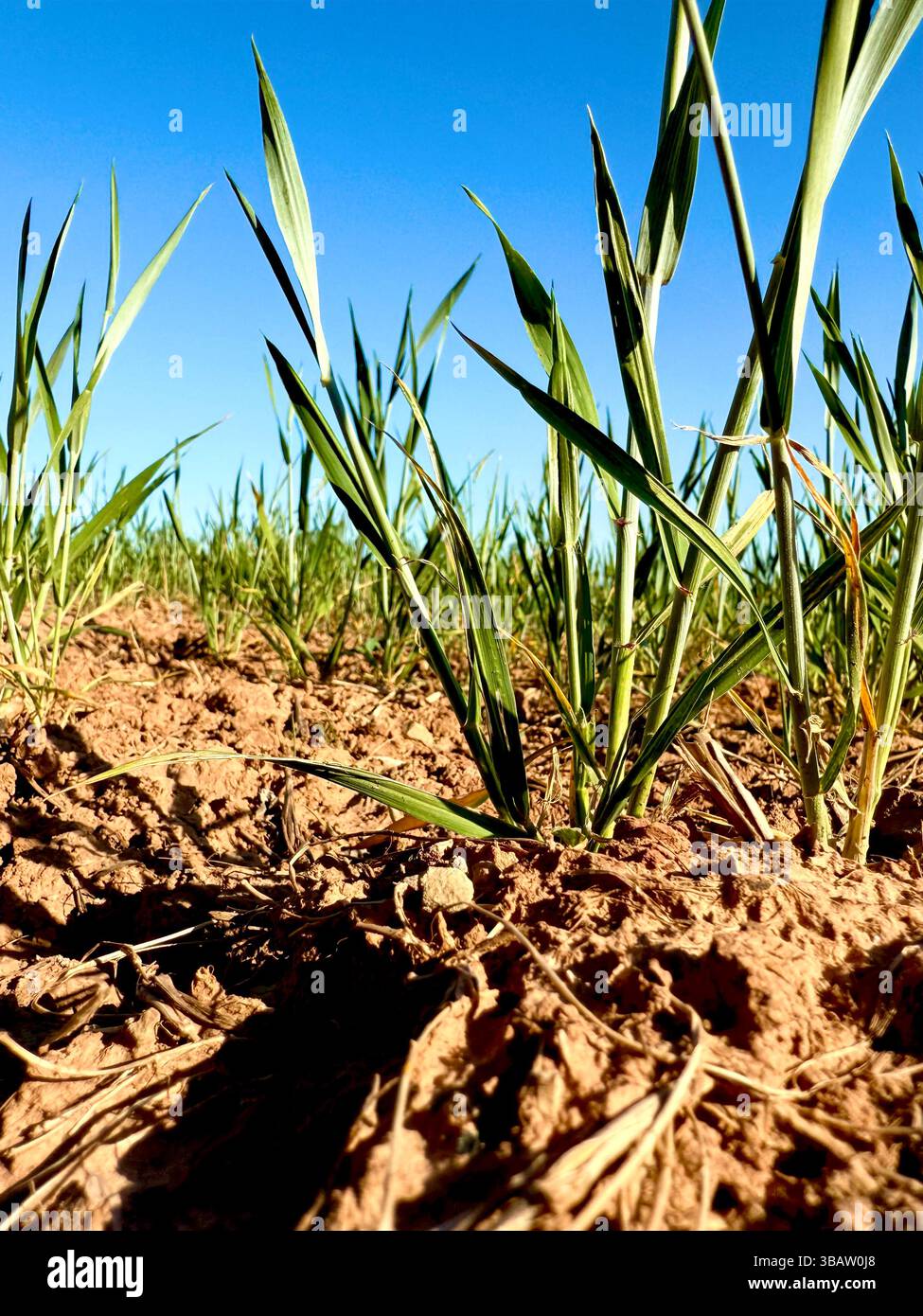 Below average rainfall creating problems for arable farmers in England ...