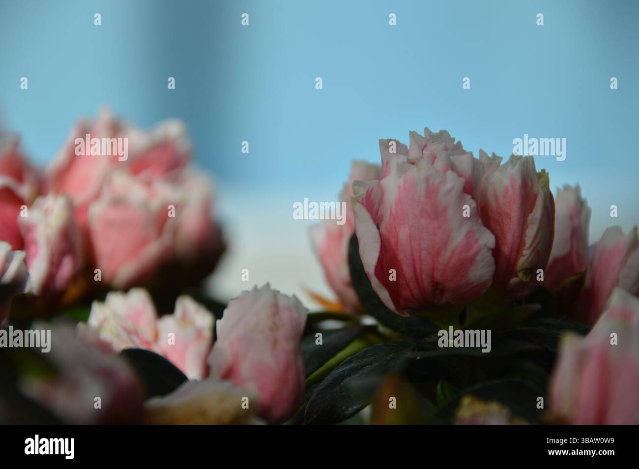 Picture of a pink azalea (Rhododendron simsii Stock Photo - Alamy