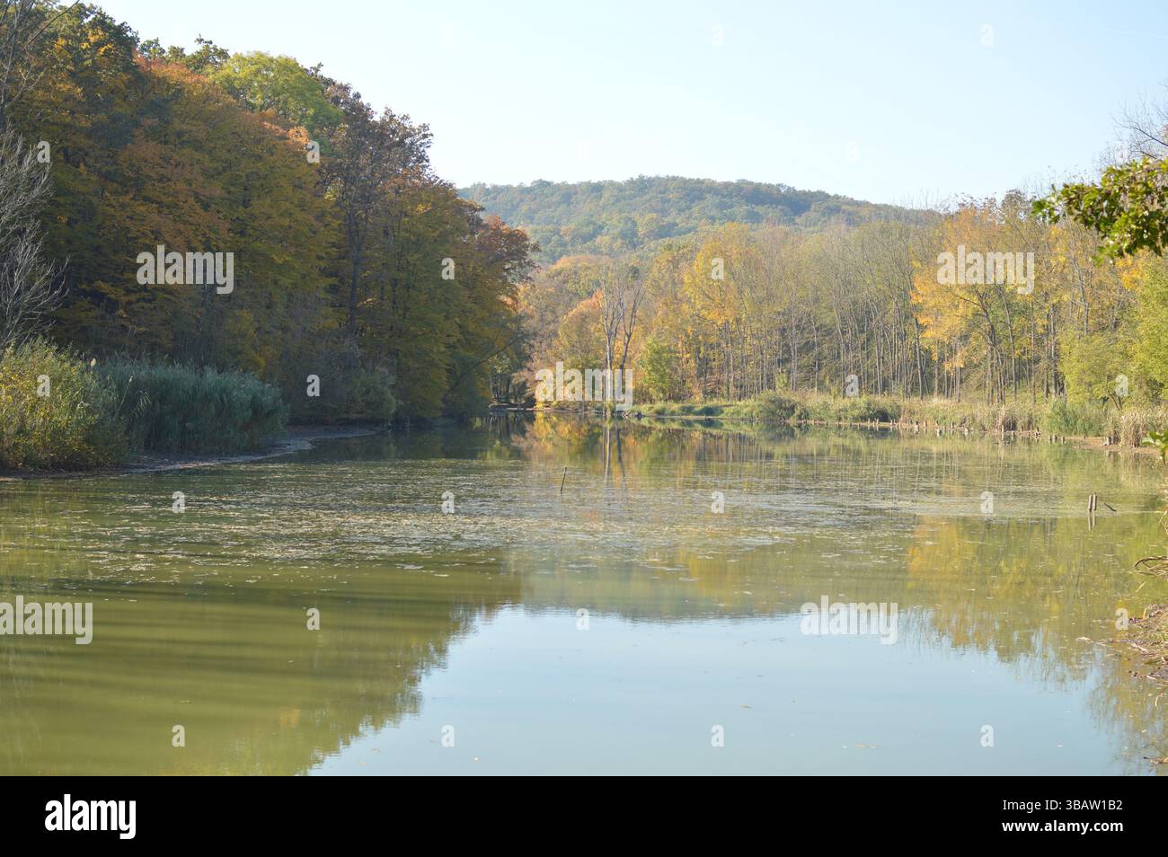 Silent lake in the woods Stock Photo - Alamy