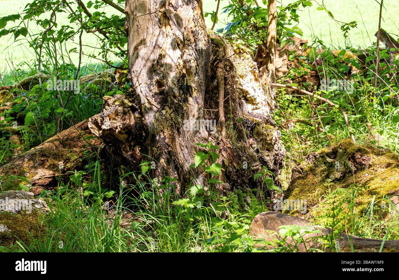 Spring sunshine at Dundee Clatto Woods displays the natural beauty ...