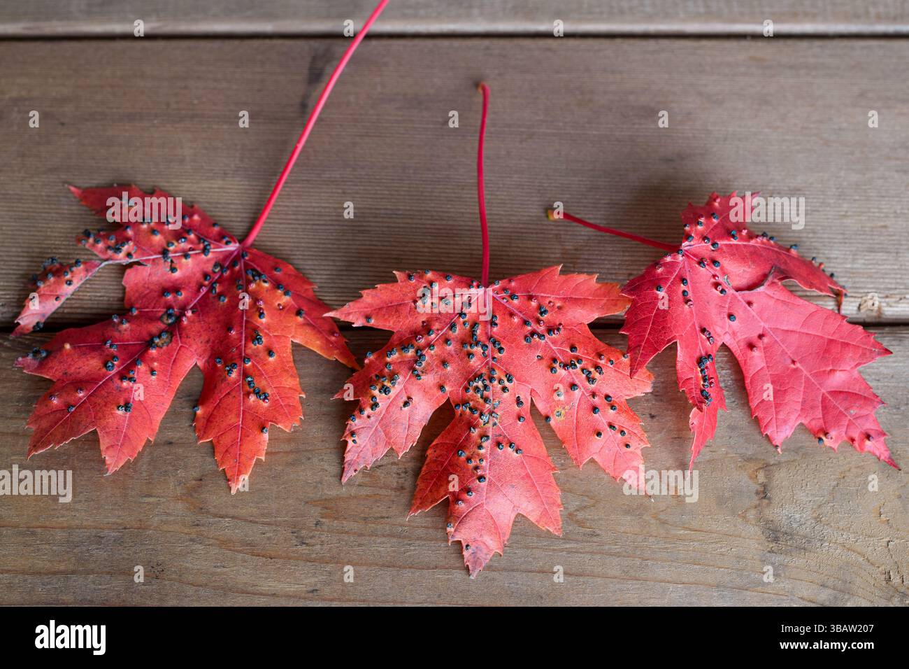 Red maple leaves with gall mites parasites on wooden background Stock ...