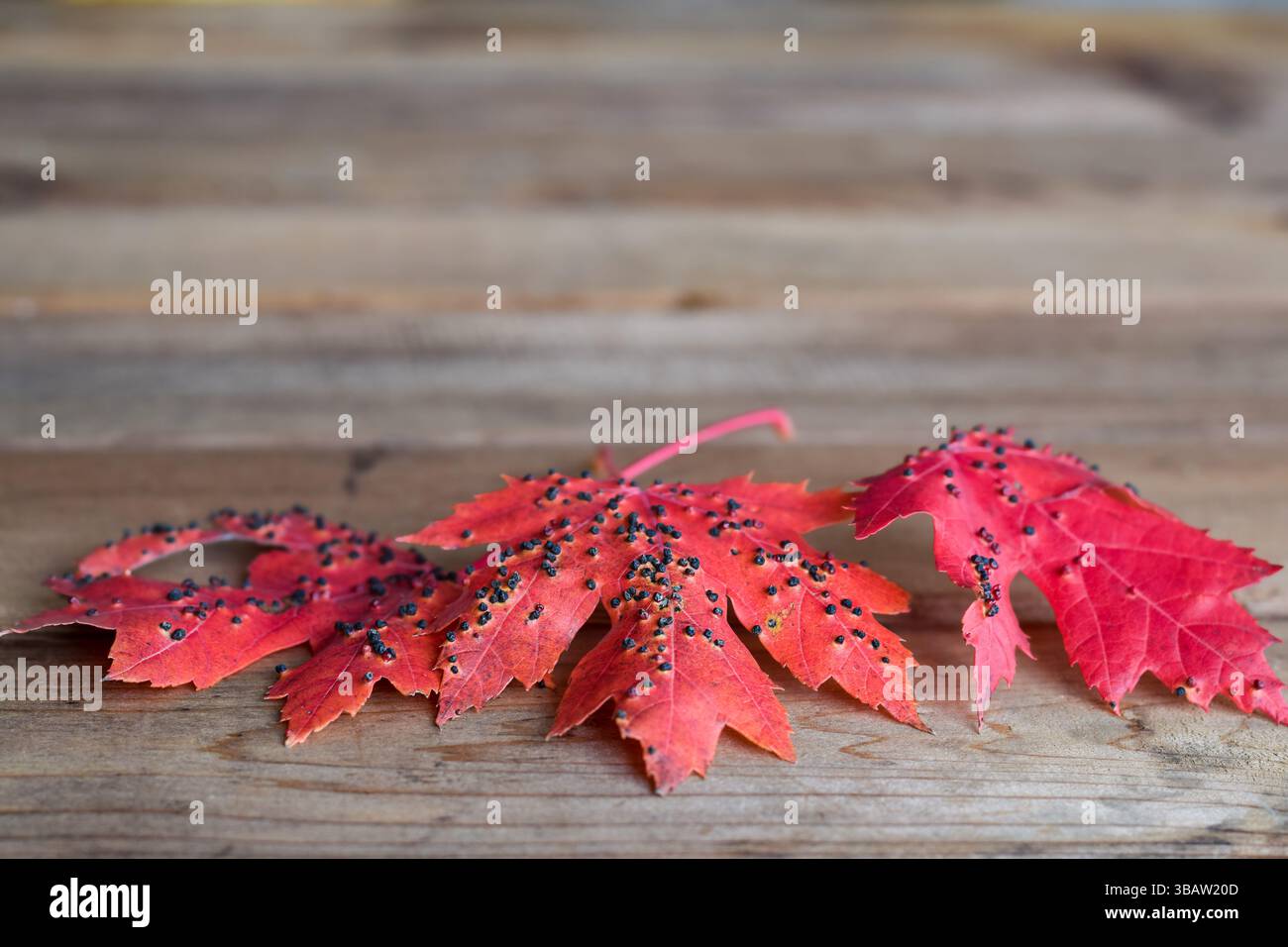 Red maple leaves with gall mites parasites on wooden background Stock ...