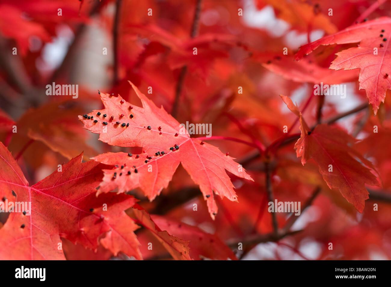 Red maple leaves with gall mites parasites Stock Photo - Alamy