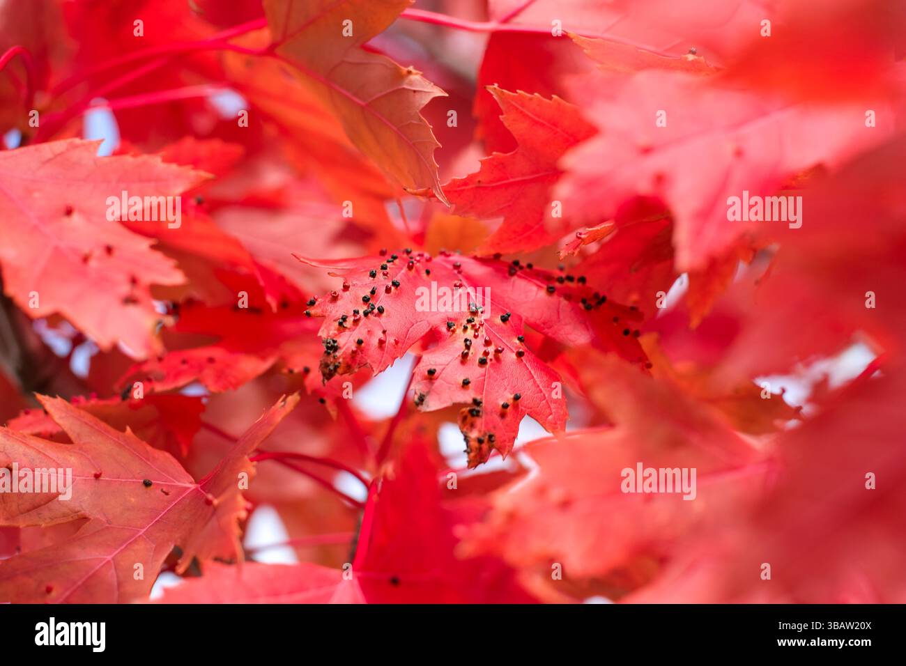 Red maple leaves with gall mites parasites Stock Photo - Alamy