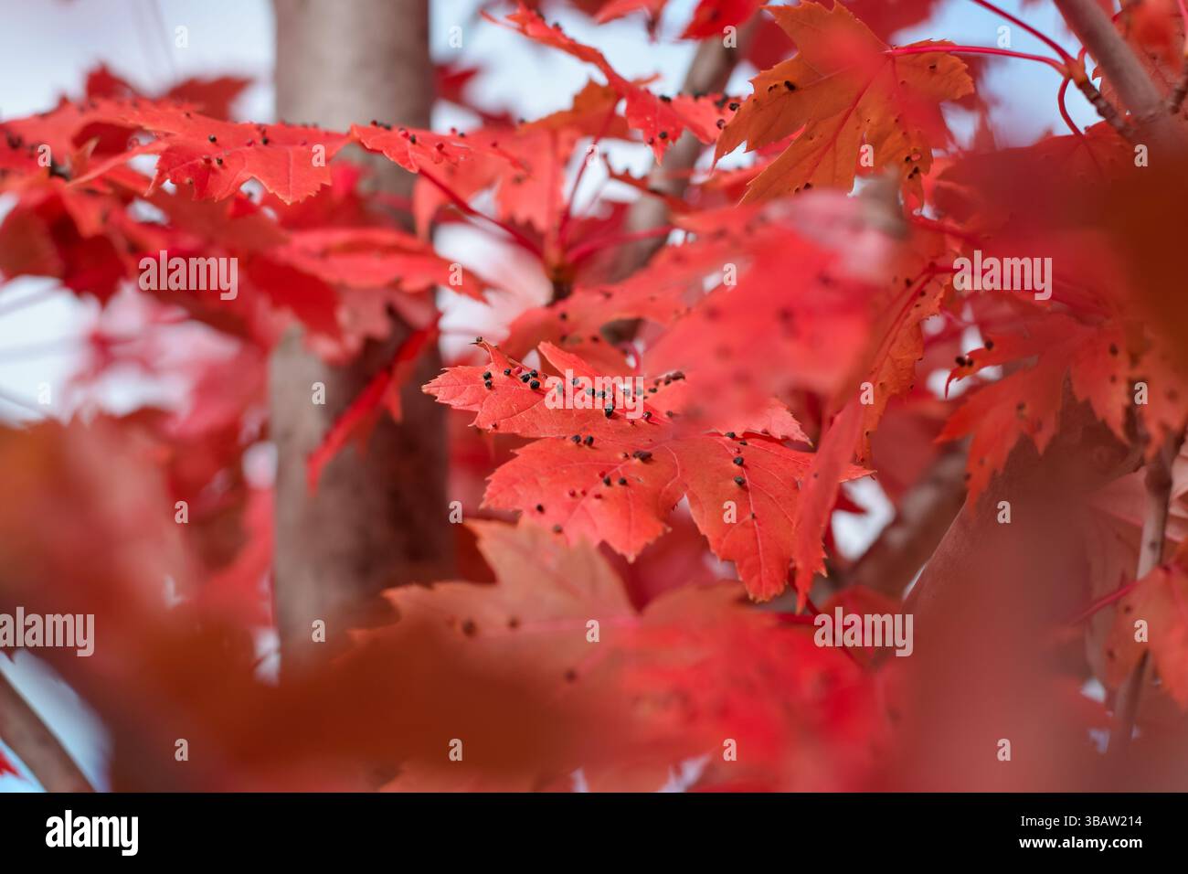 Red maple leaves with gall mites parasites Stock Photo - Alamy