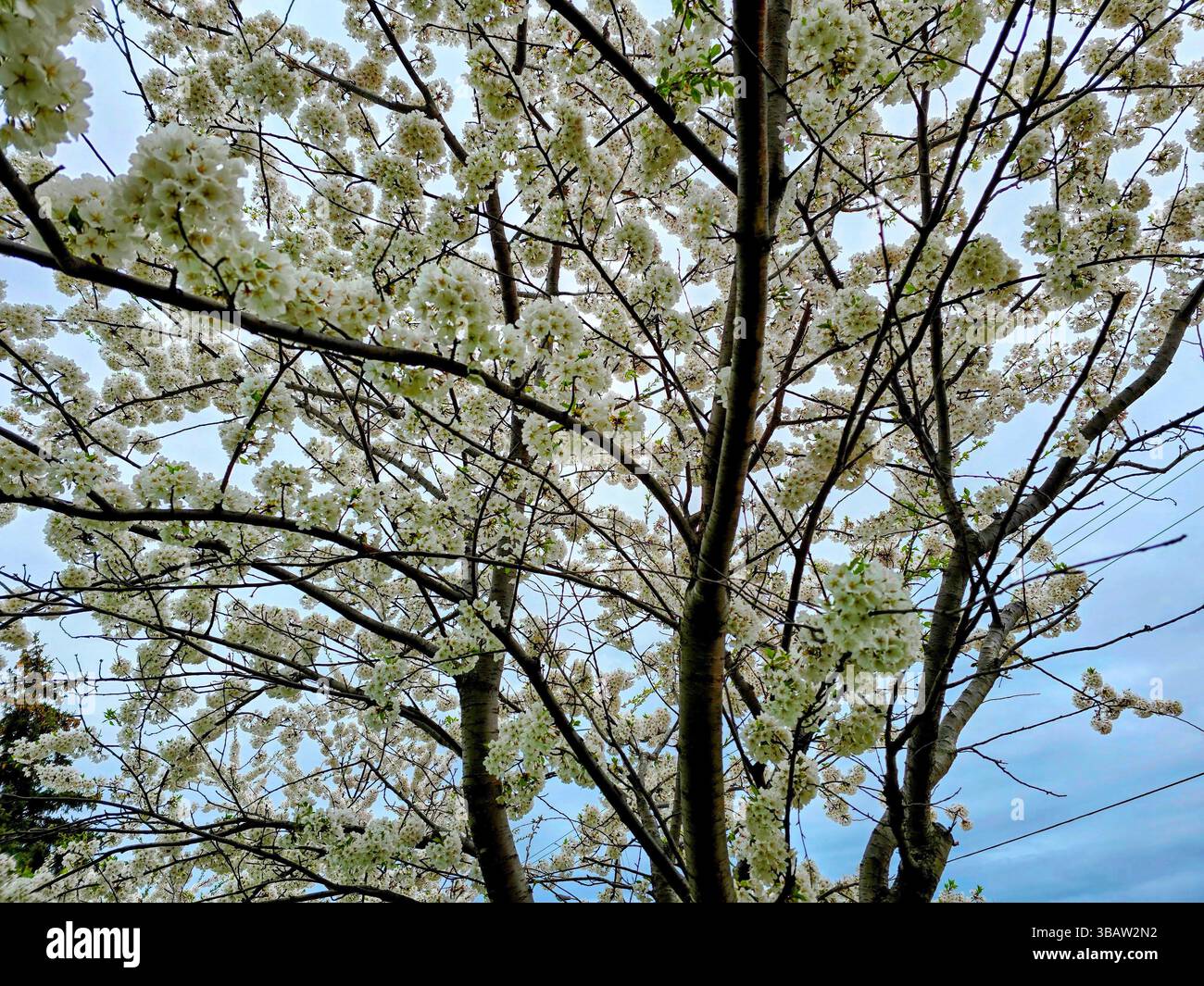 Dense cluster delicate white flowers hi-res stock photography and ...