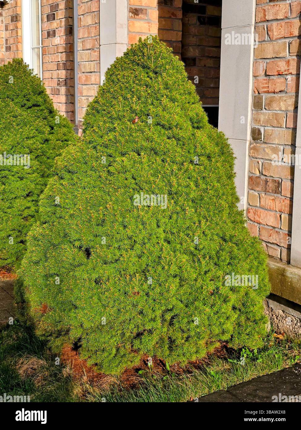 Neatly trimmed dwarf Alberta spruce shrub in front of a brick house ...