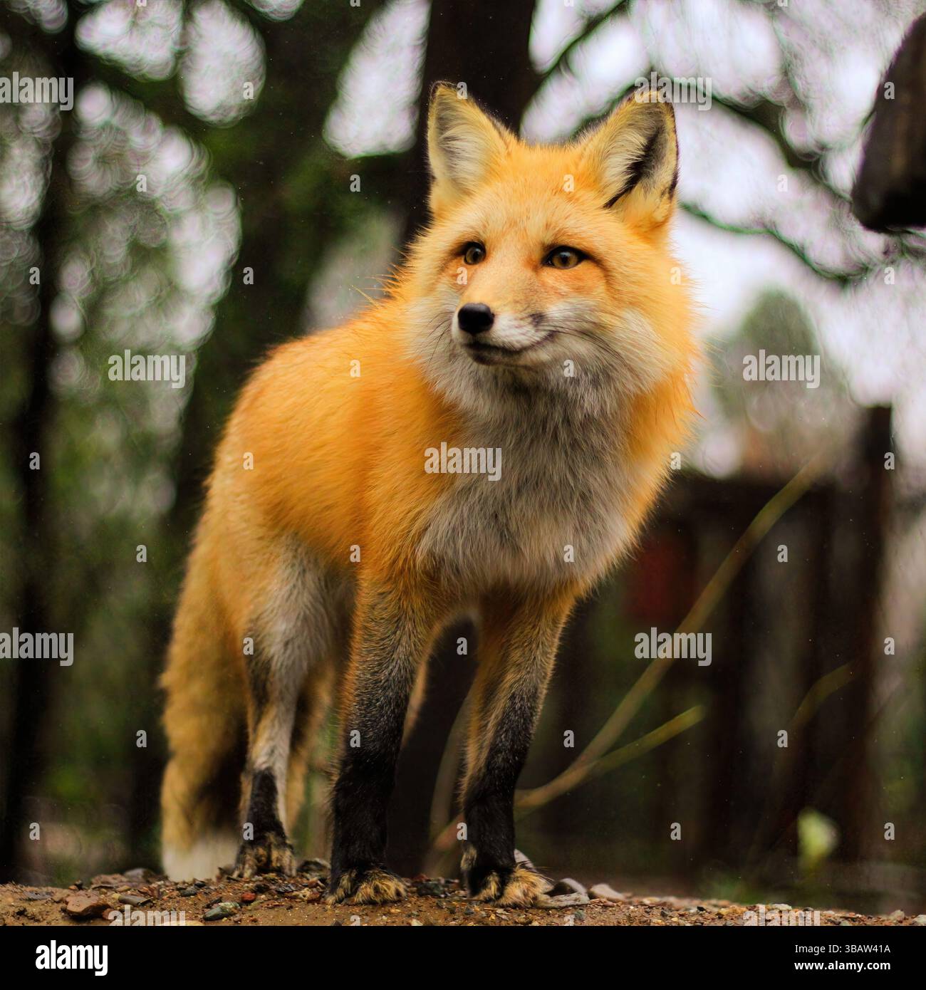 Red fox (Vulpes vulpes) stands alert on a damp forest floor with vivid ...