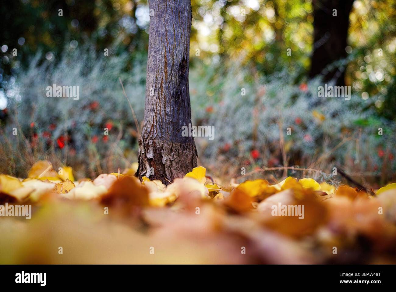 Tree trunk rises from a bed of golden autumn leaves in a forest ...