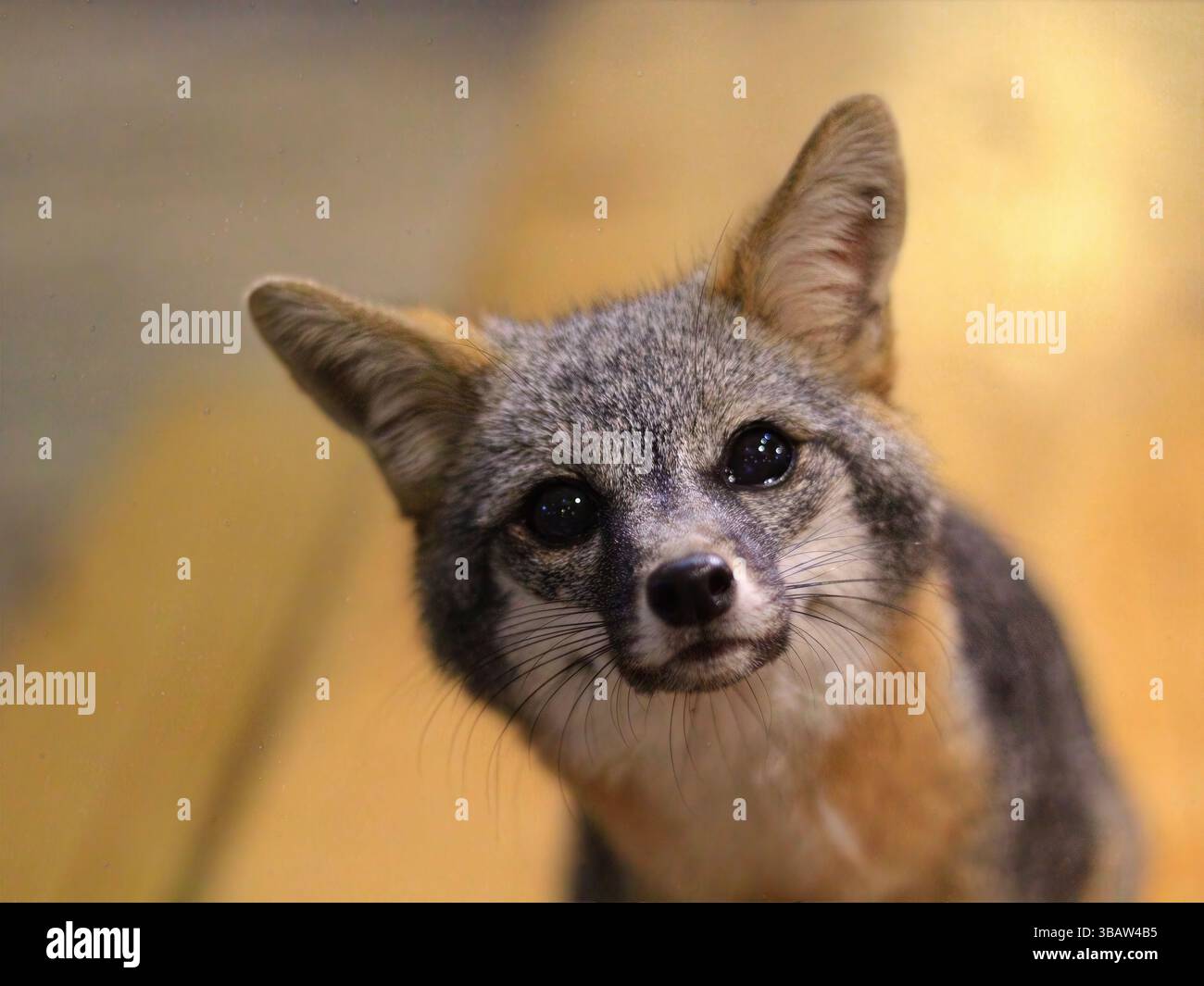 Fox in natural lighting hi-res stock photography and images - Alamy