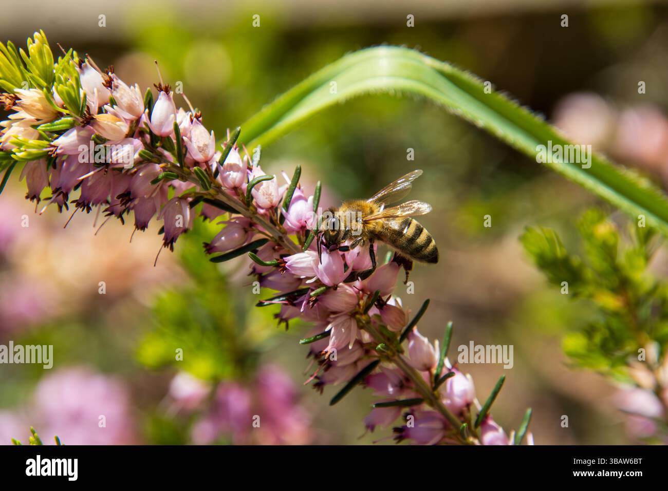 Auf der suche hi-res stock photography and images - Alamy