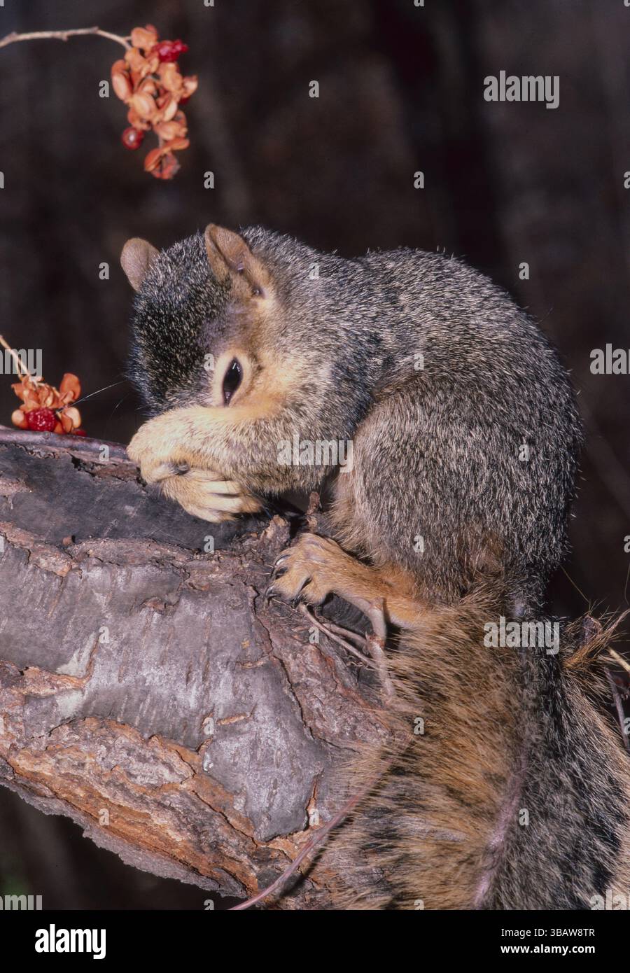Eastern fox squirrel washing its face, arms covering face, Missouri ...