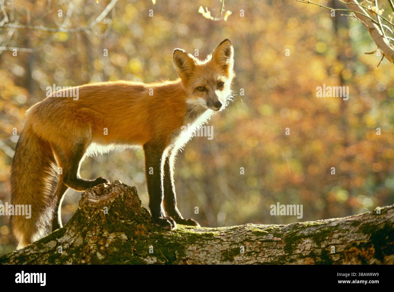 A young Red fox, Vulpes fulva, standing on a log in an autumn forest ...