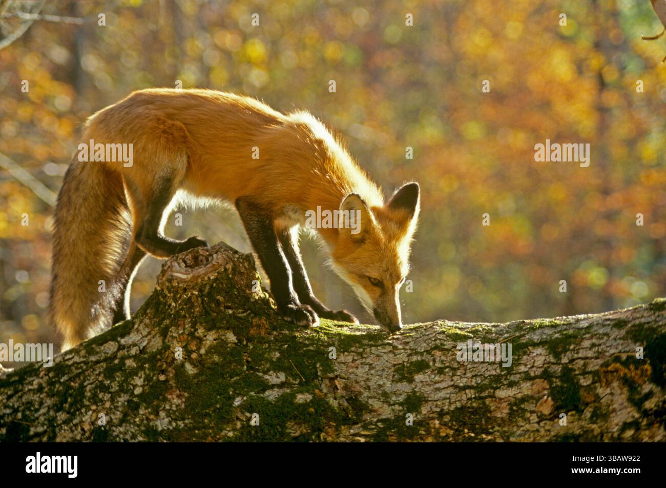 Red fox on forest hi-res stock photography and images - Alamy