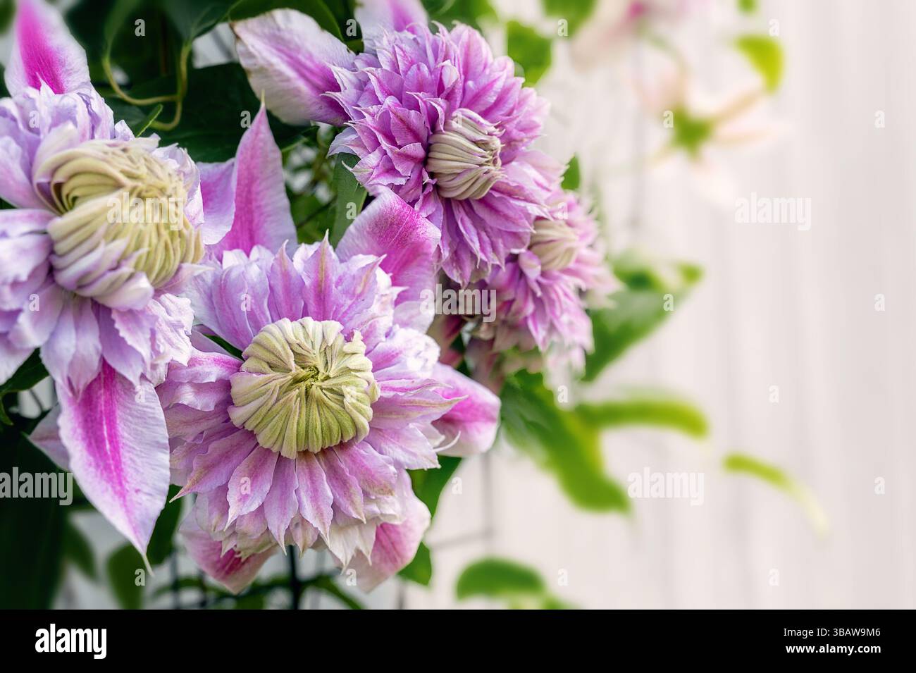Flowering plant of clematis variety Josephine. Delicate terry large ...