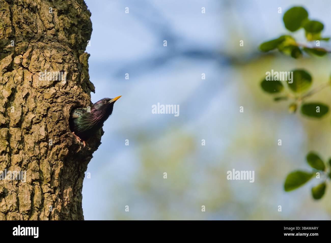Sturnus vulgaris aka european starling inside his nest in tree hollow ...