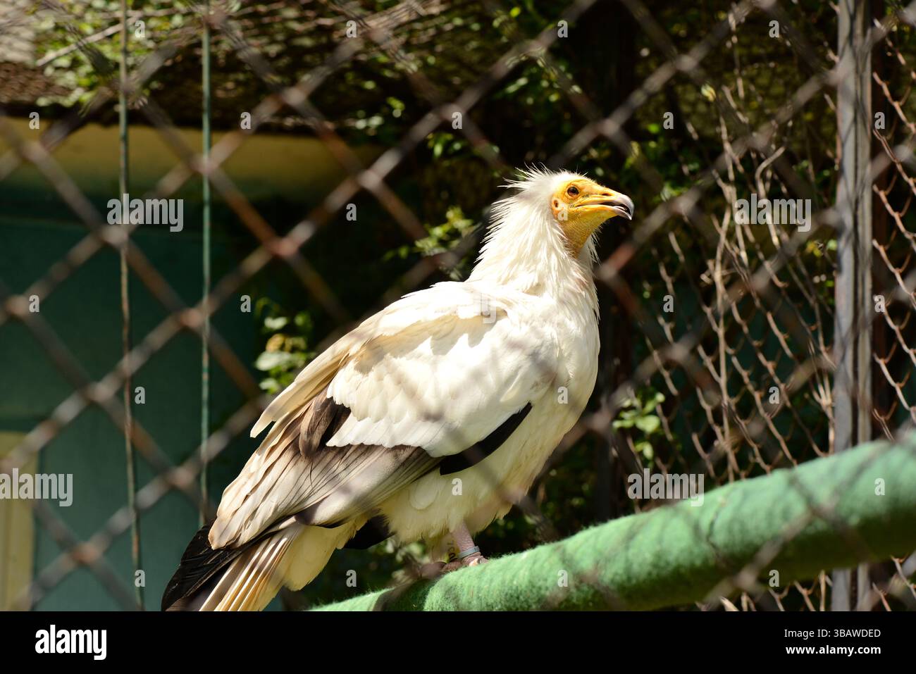 Egyptian vulture Neophron percnopterus, endangered white scavenger vulture Pharaoh's Chicken, in ...