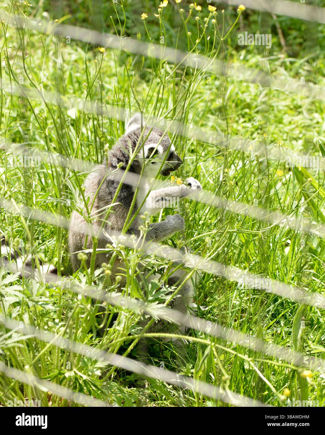 Ring-tailed lemur (Lemur catta) feeding on grass in its captive enclosure habitat, demonstrating ...