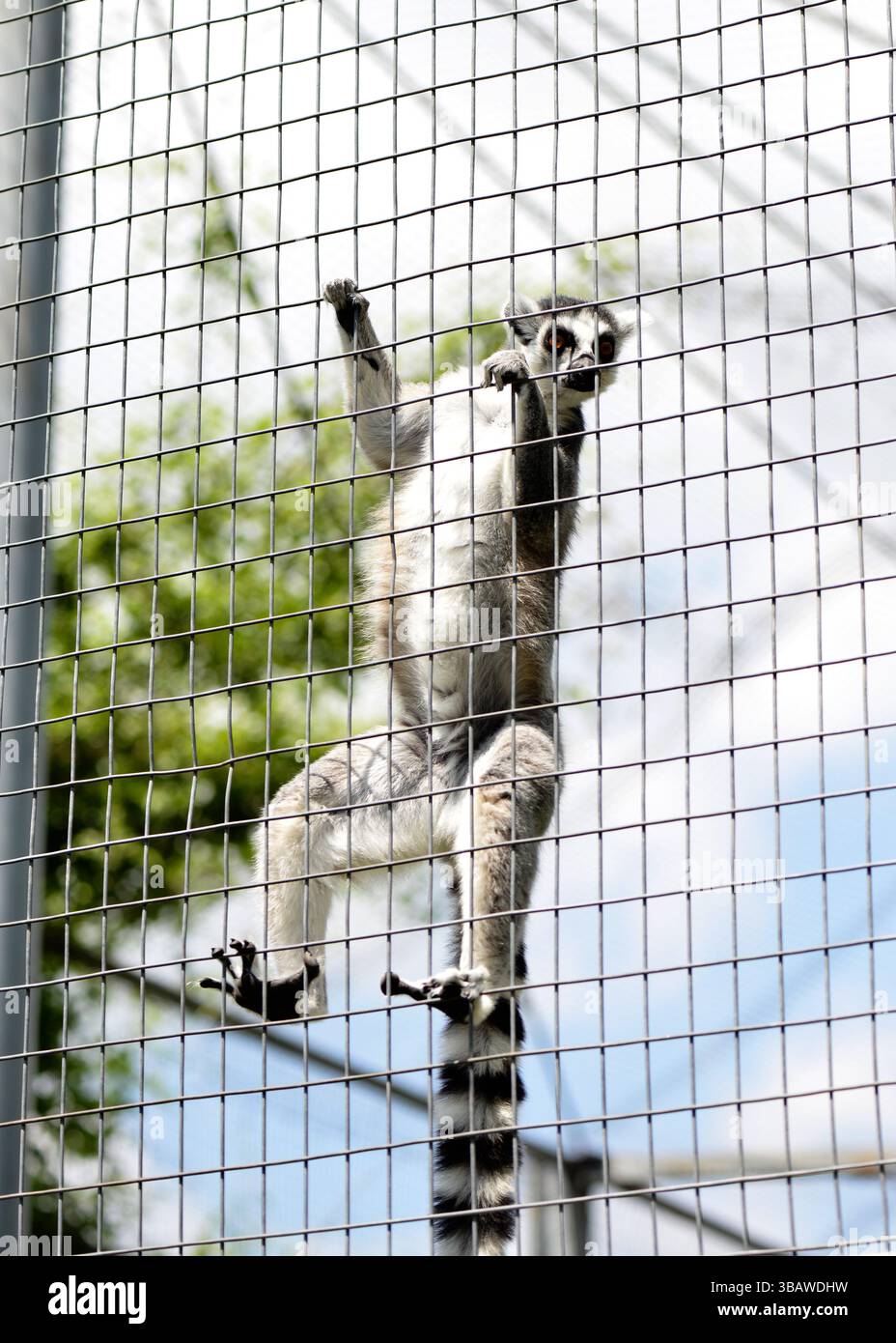Ring-tailed lemur (Lemur catta) in zoo captive enclosure clinging to ...