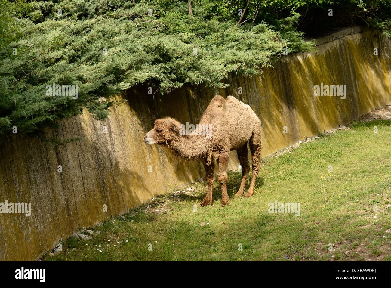 Bactrian camel Camelus bactrianus two-humped critically endangered ...