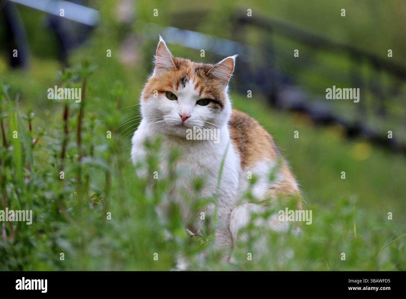 White red cute cat hi-res stock photography and images - Alamy