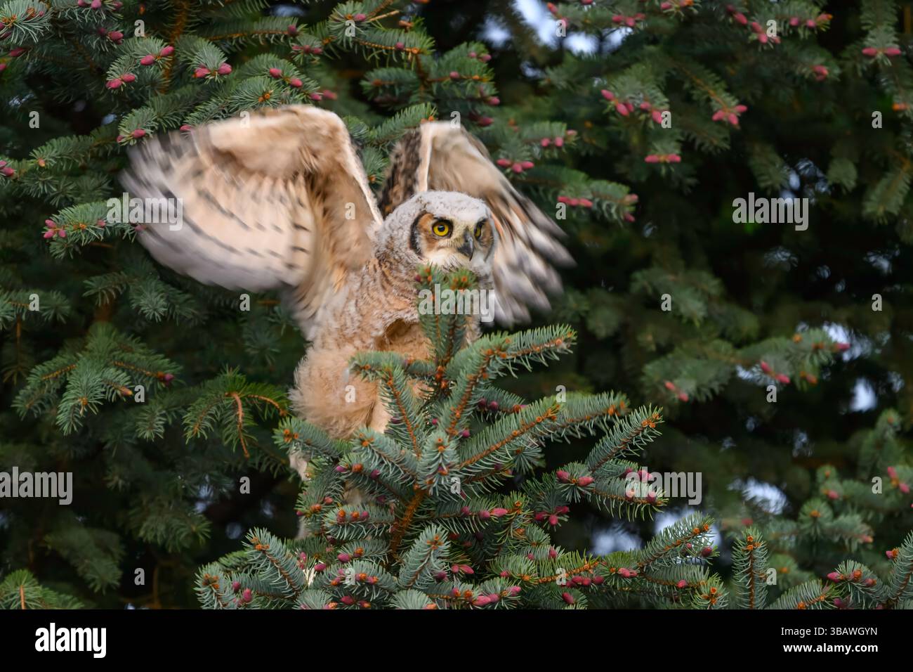 Large pine tree in hi-res stock photography and images - Alamy