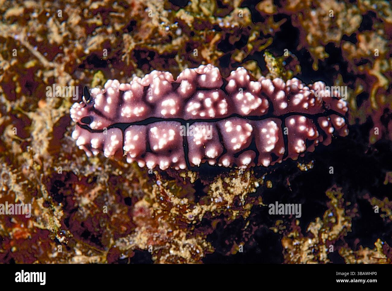 Sea slug from the genus Phillidia. Photo from Cabilao, the Philippines ...